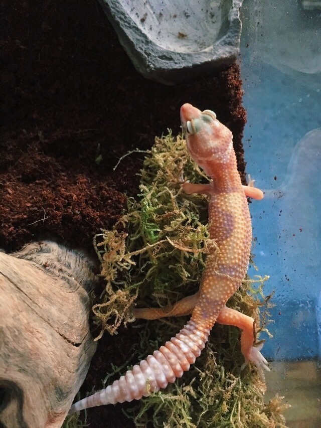 Leopard Gecko Care Sheet || A G2B How To – Grey2Bay