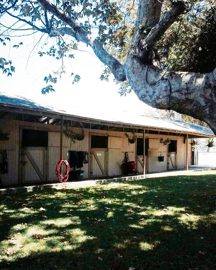 The Paddock Riding Club || 2022 – Grey2Bay